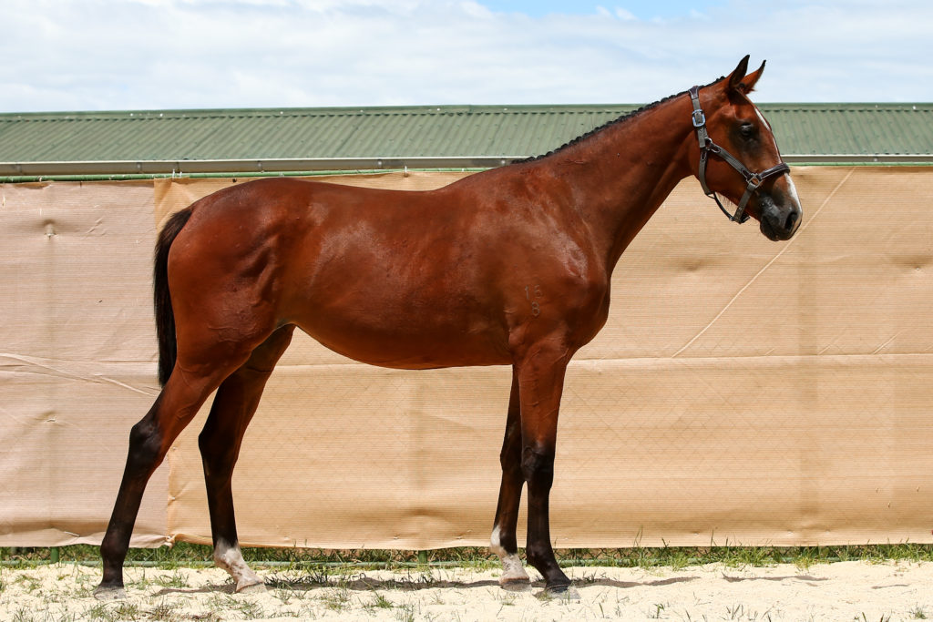 Jester NZPH - Equus Auctions