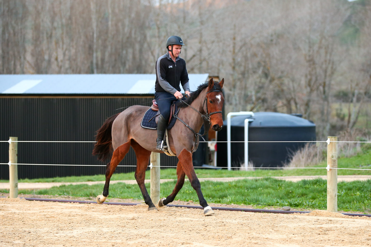3YO Gelding - By Orame VDL X Daggers Drawn xx - Equus Auctions