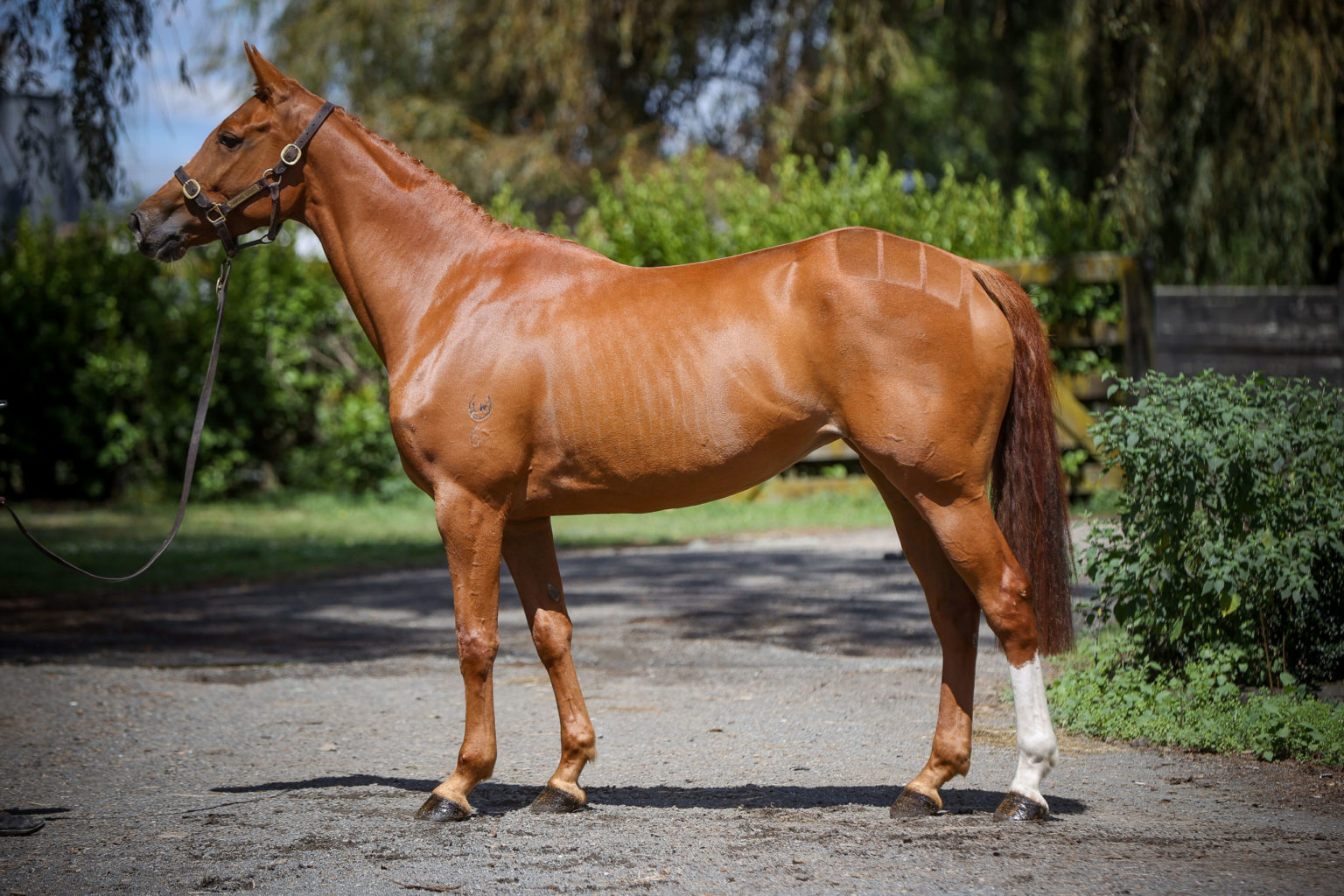 4YO Mare - Bling du Rouet X Kaapstad xx - Equus Auctions