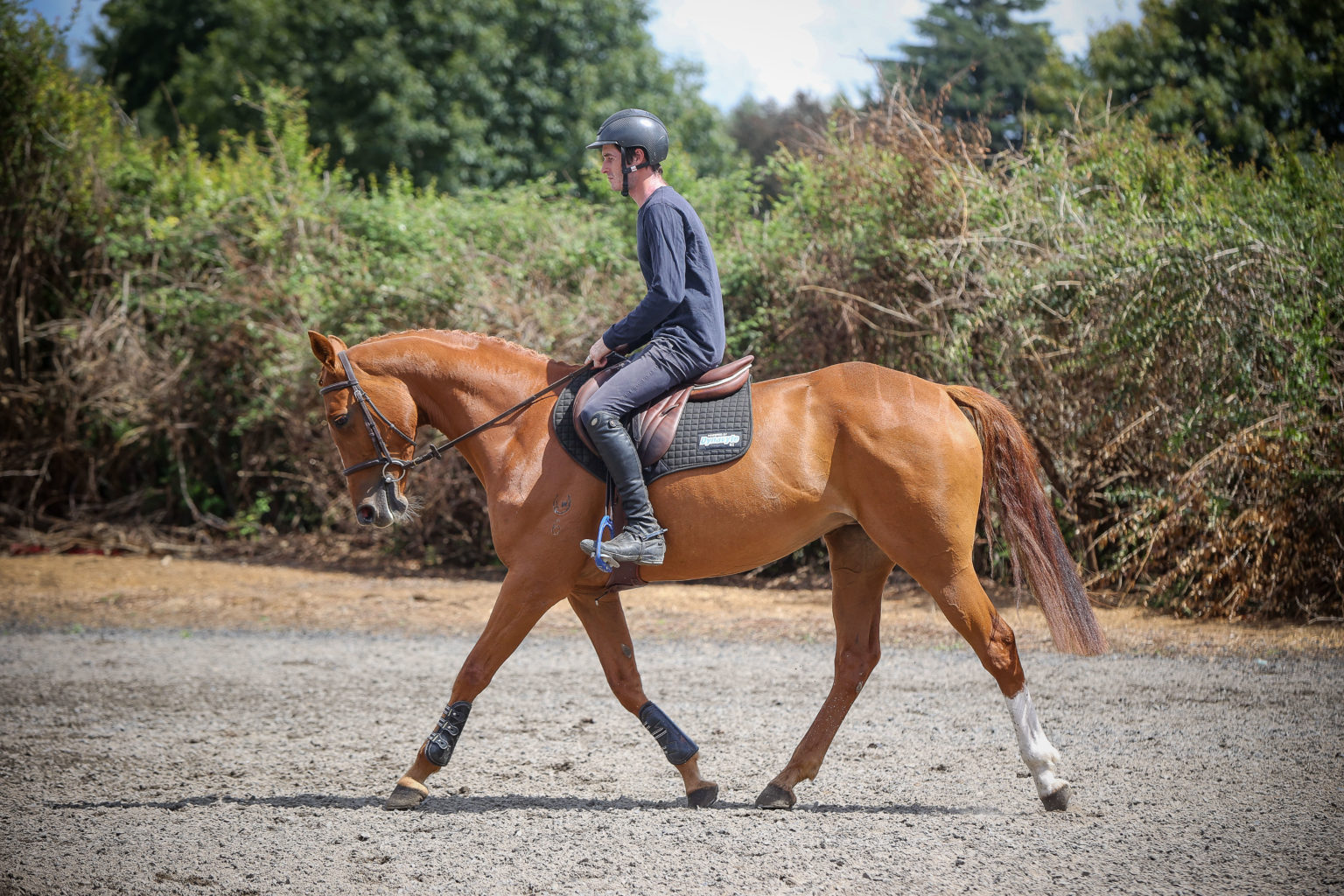 4YO Mare - Bling du Rouet X Kaapstad xx - Equus Auctions
