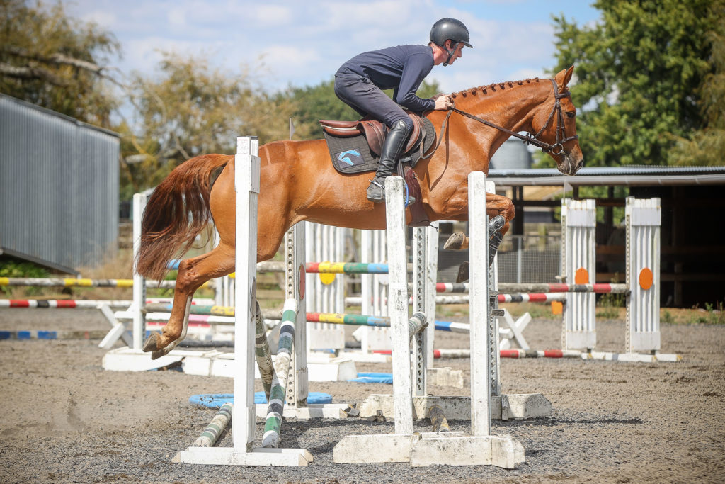 4YO Mare - Bling du Rouet X Kaapstad xx - Equus Auctions