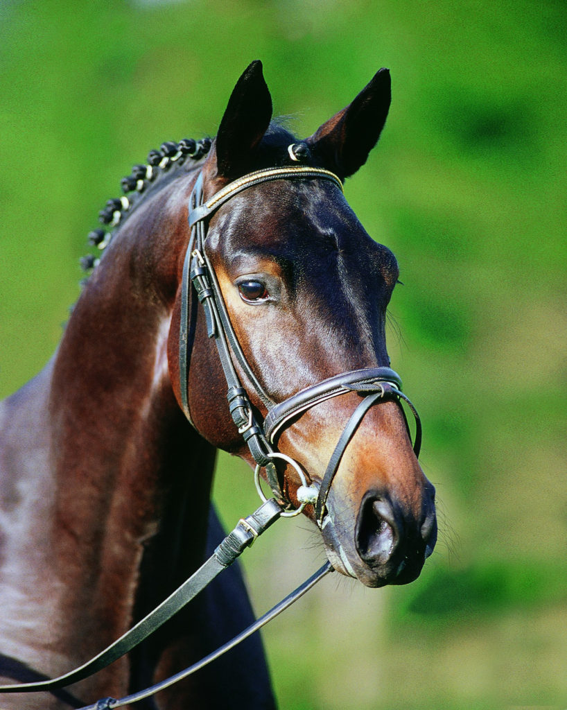 Grafenstolz Service - Donated by The Stallion Company - Equus Auctions