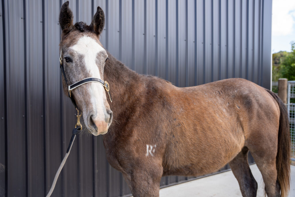 2020 Gelding - Cashier RF X Cassini II - Equus Auctions