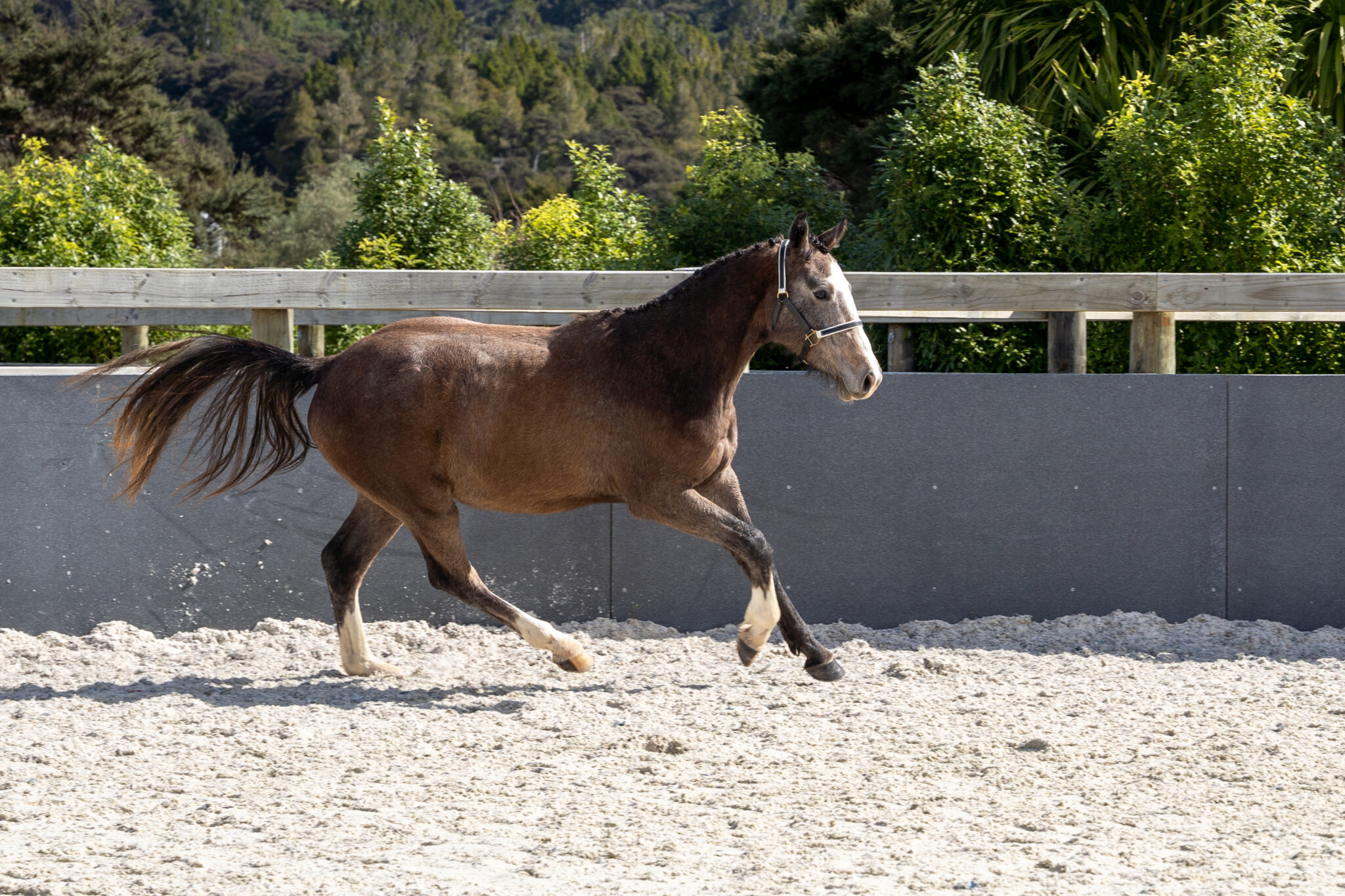 2020 Gelding - Cashier RF X Cassini II - Equus Auctions