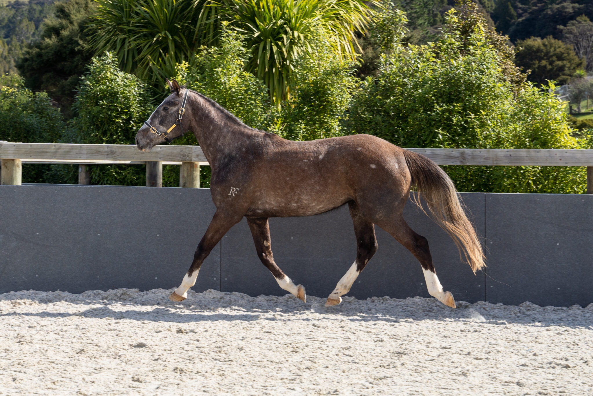 2019 Filly - Capatino GNZ X Waitangi Double Click - Equus Auctions