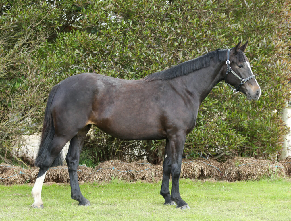 2019 Knoxville ECPH X Kannan X Dolcetto - Equus Auctions