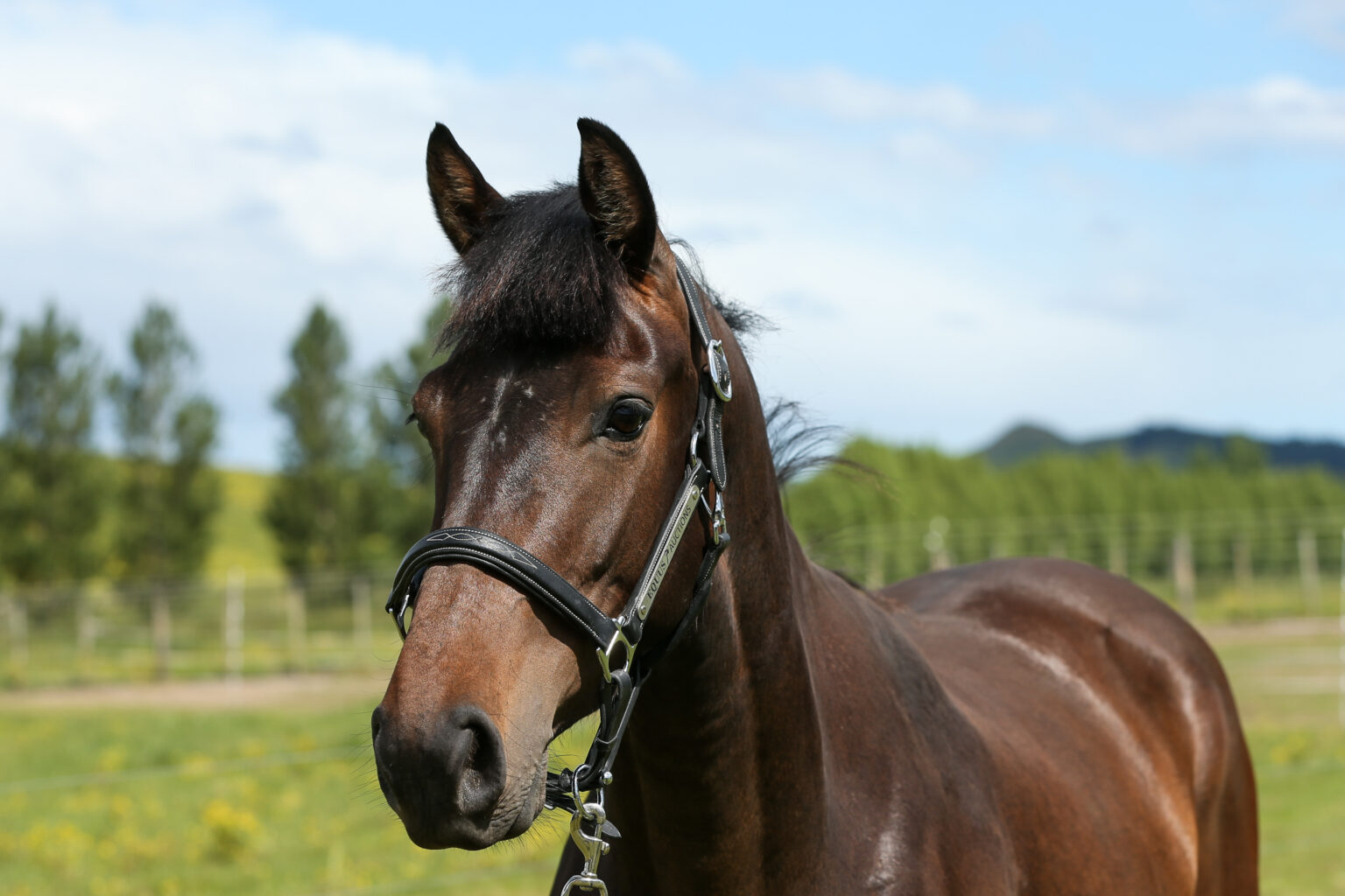 2019 Candyman GNZ X Indoctro VDL X Genius - Equus Auctions