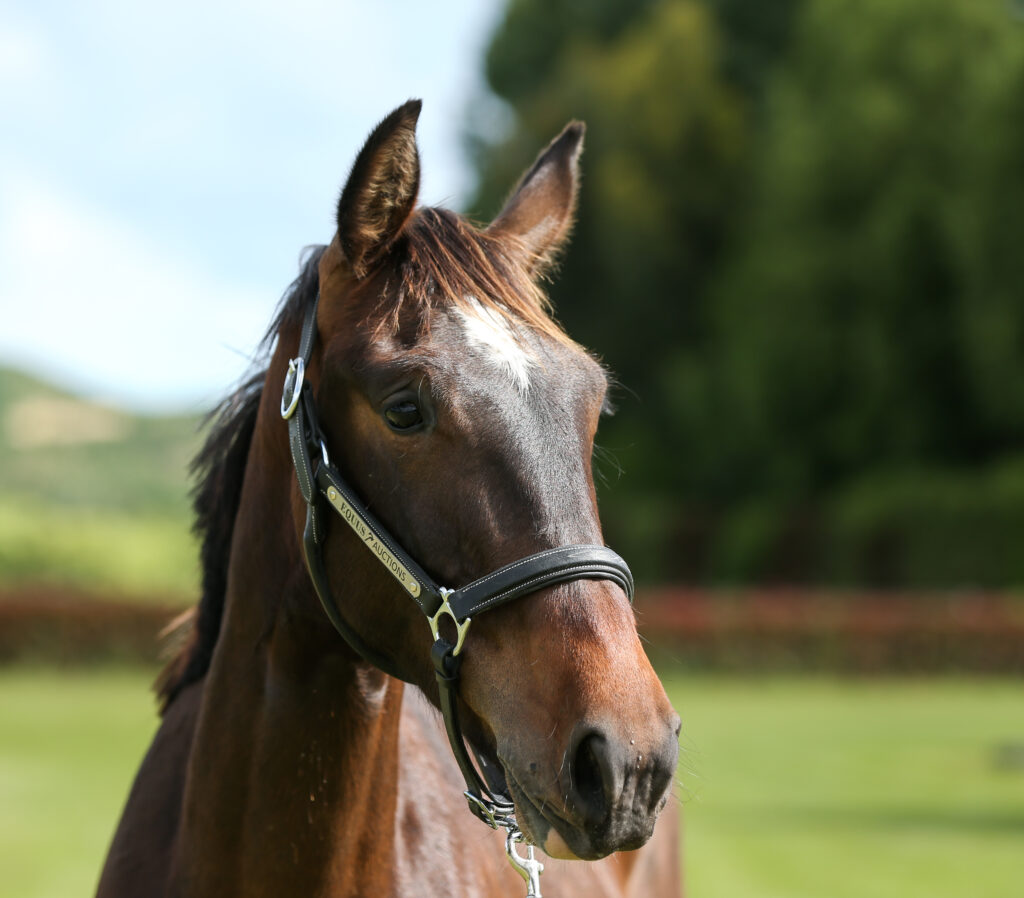2021 ES Centavos X Cardento VDL X Genius - Equus Auctions
