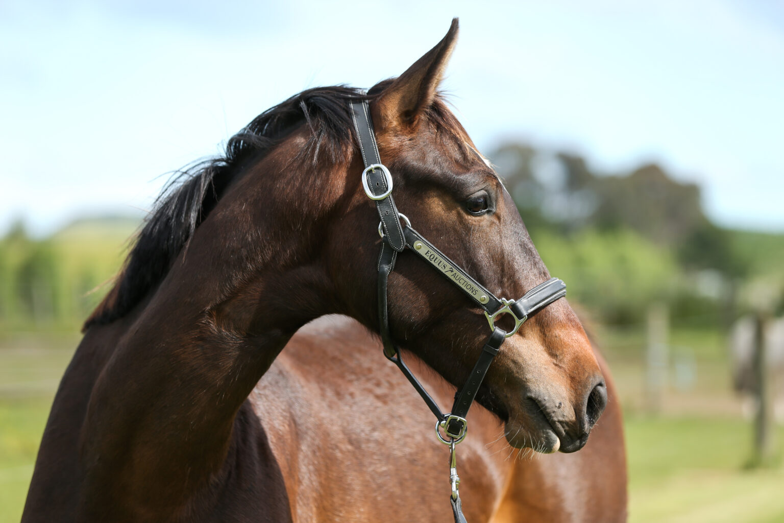 2021 ES Centavos X Cardento VDL X Genius - Equus Auctions
