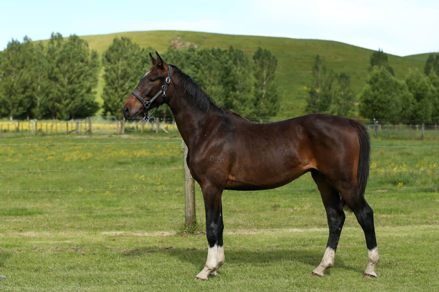 2021 ES Centavos X Cardento VDL X Genius - Equus Auctions