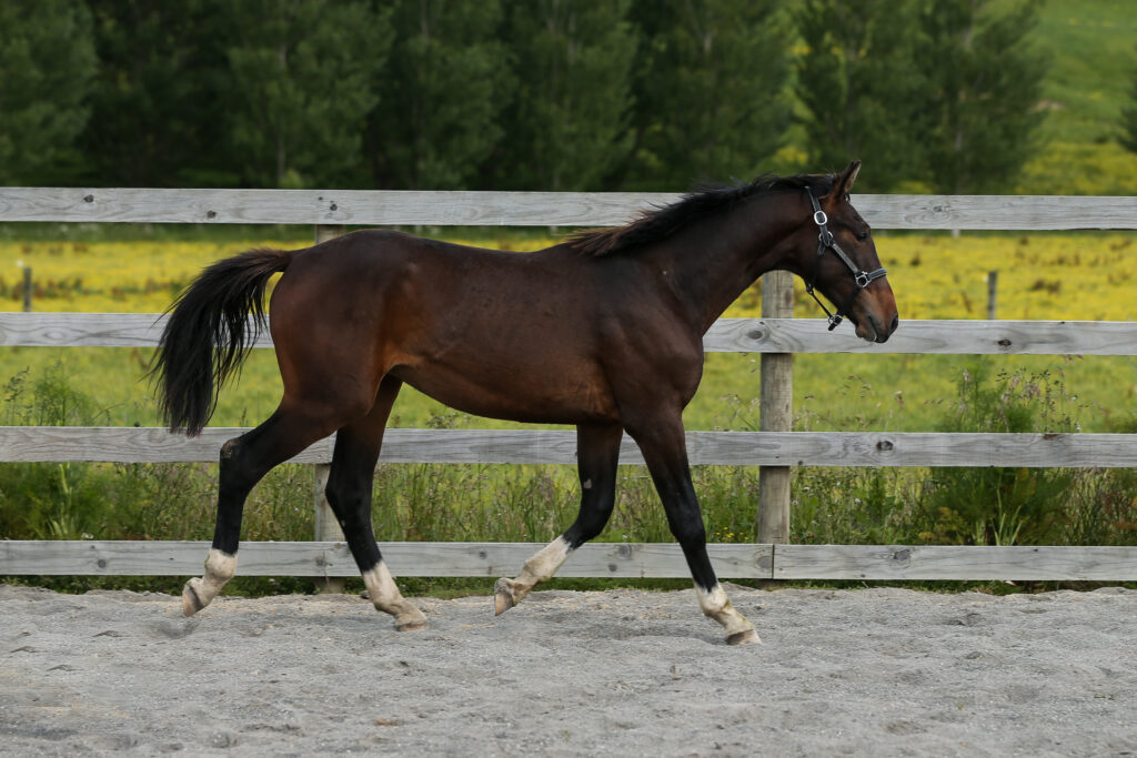 2021 ES Centavos X Cardento VDL X Genius - Equus Auctions