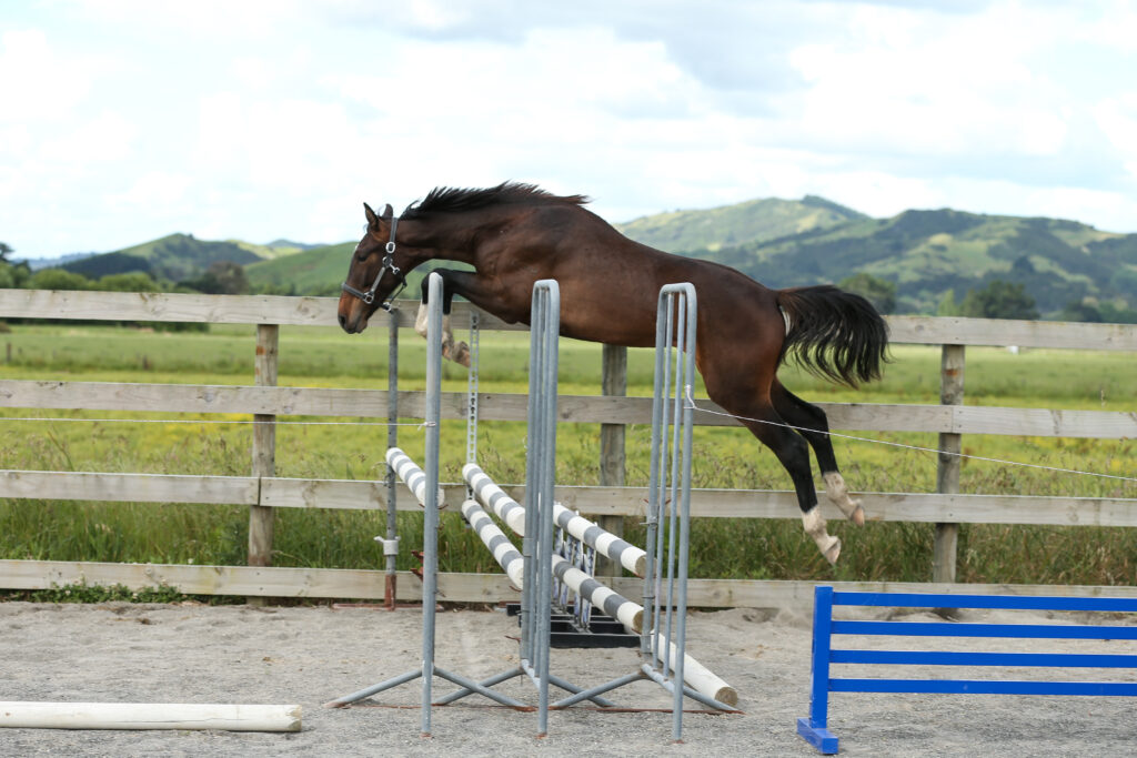 2021 ES Centavos X Cardento VDL X Genius - Equus Auctions