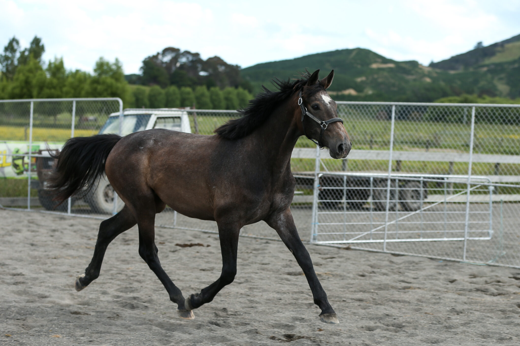 2020 Carrera VDL X Zirocco Blue VDL X Emilion VDL - Equus Auctions