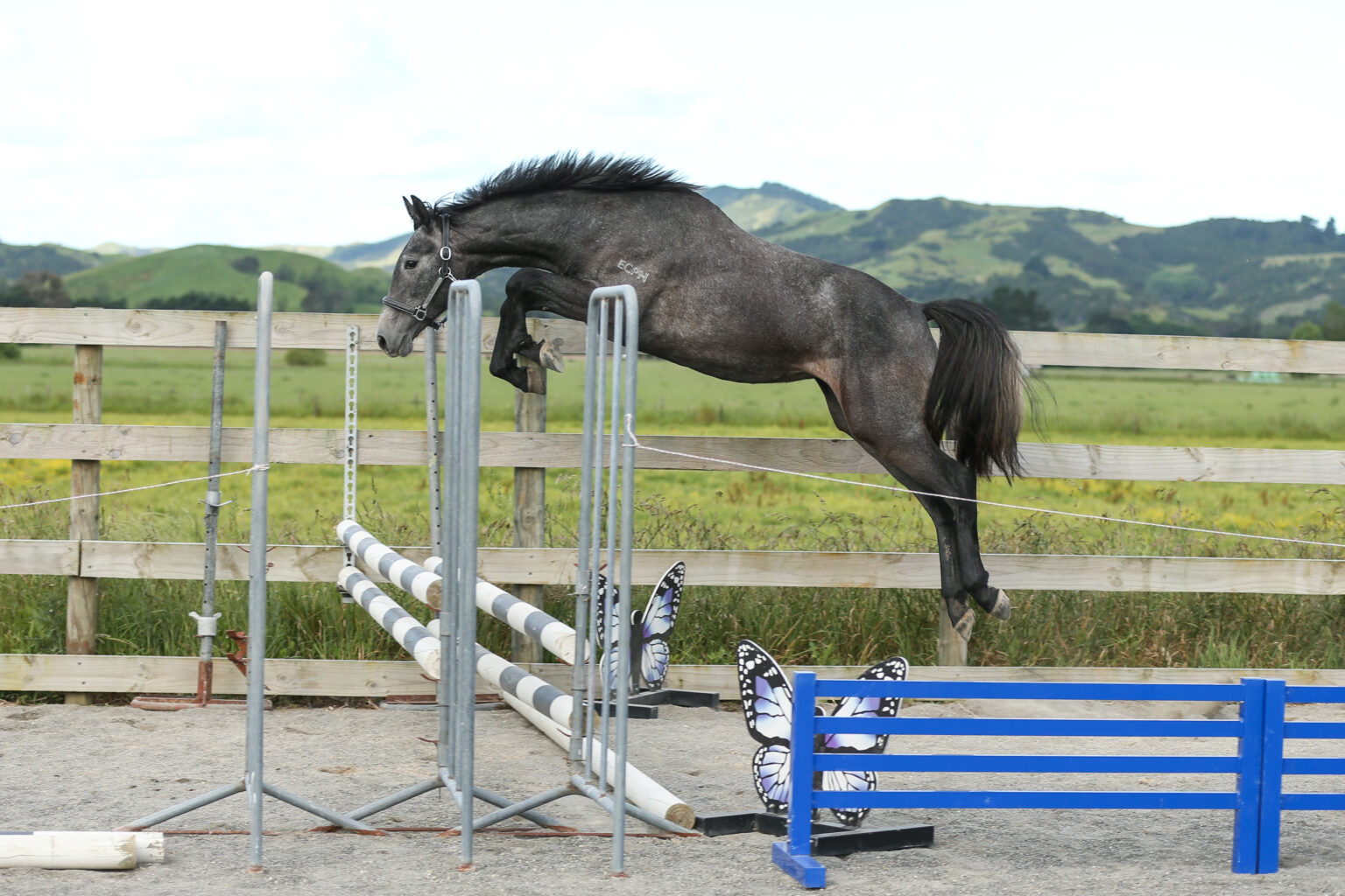 2020 Pommerol de Muze X Dallas VDL X Indoctro VDL - Equus Auctions