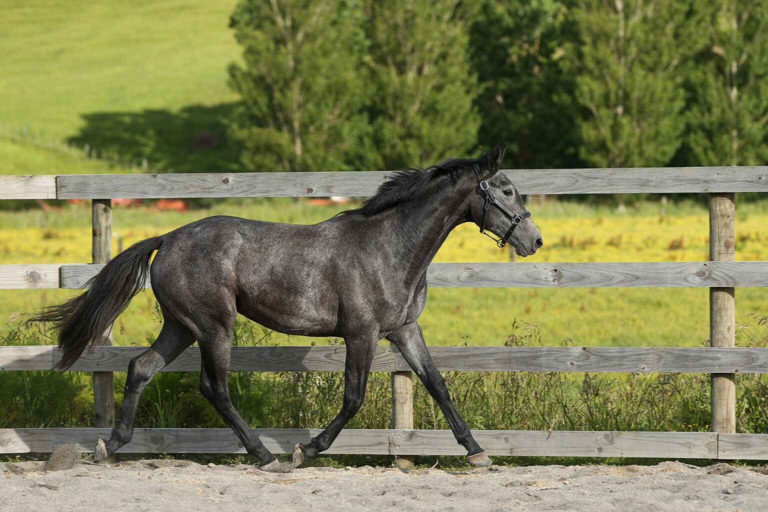 2020 Pommerol de Muze X Dallas VDL X Indoctro VDL - Equus Auctions