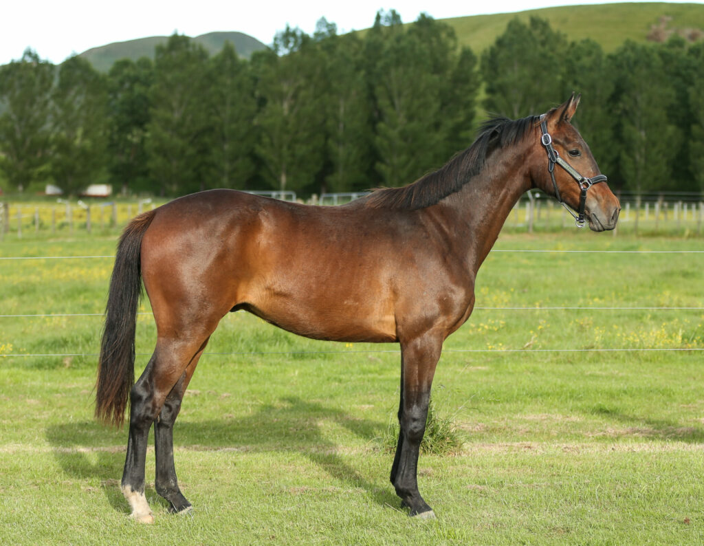 2020 Cohinoor VDL X Emilion VDL - Equus Auctions