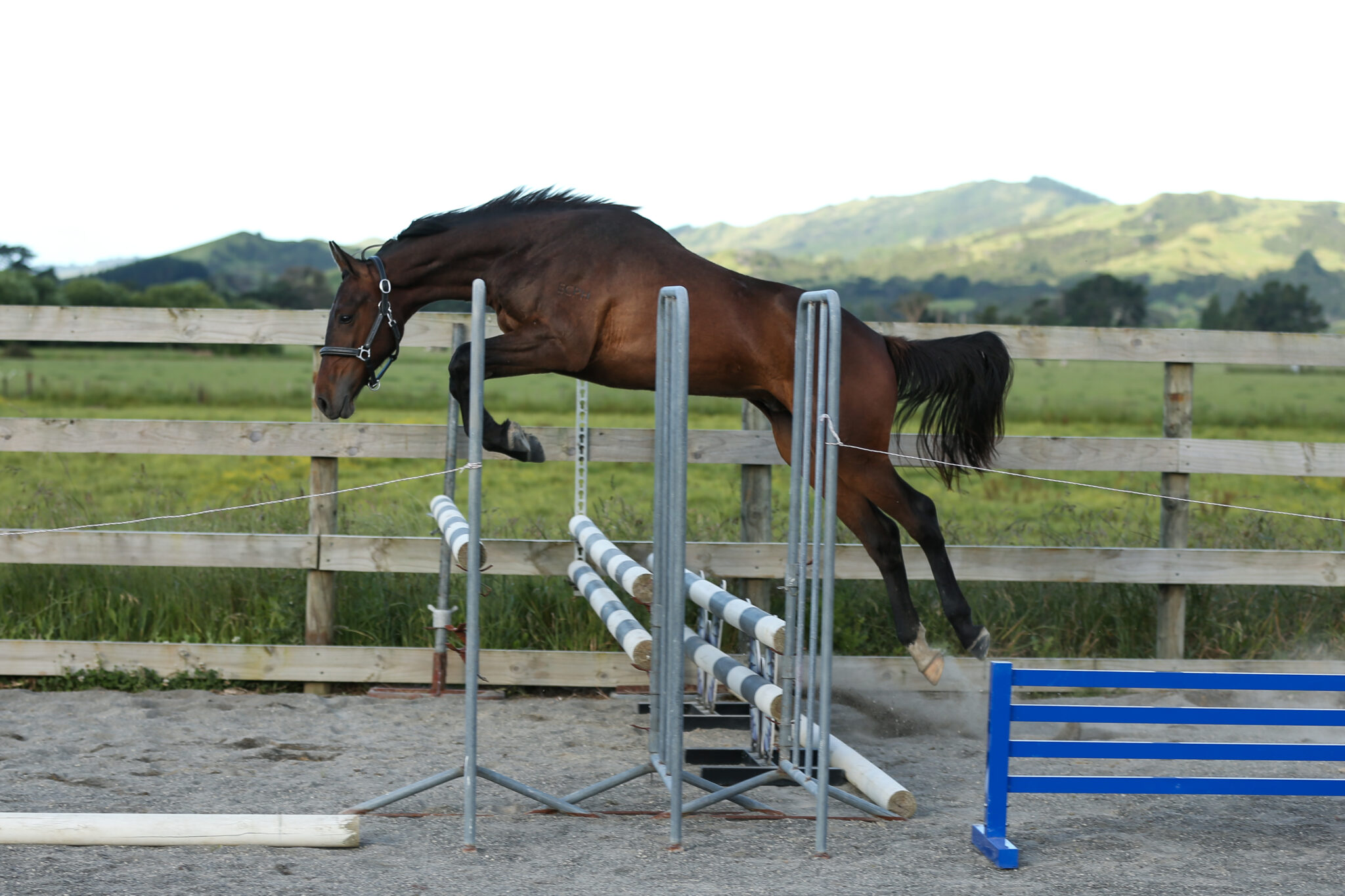 2020 Cohinoor VDL X Emilion VDL - Equus Auctions