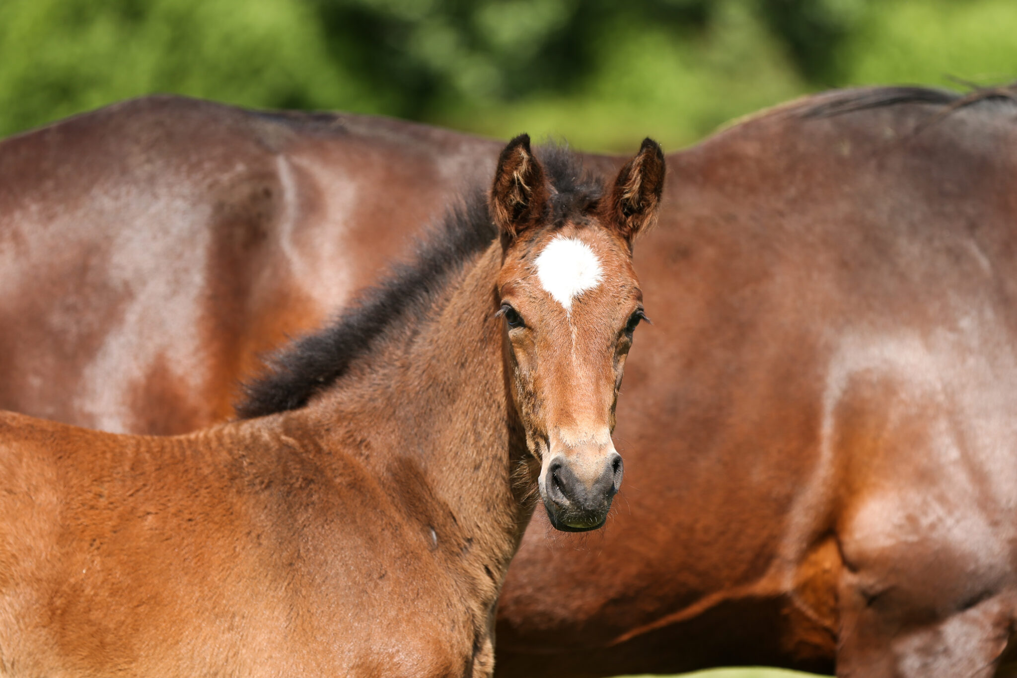 2022 Carrera VDL X Emilion VDL - Equus Auctions