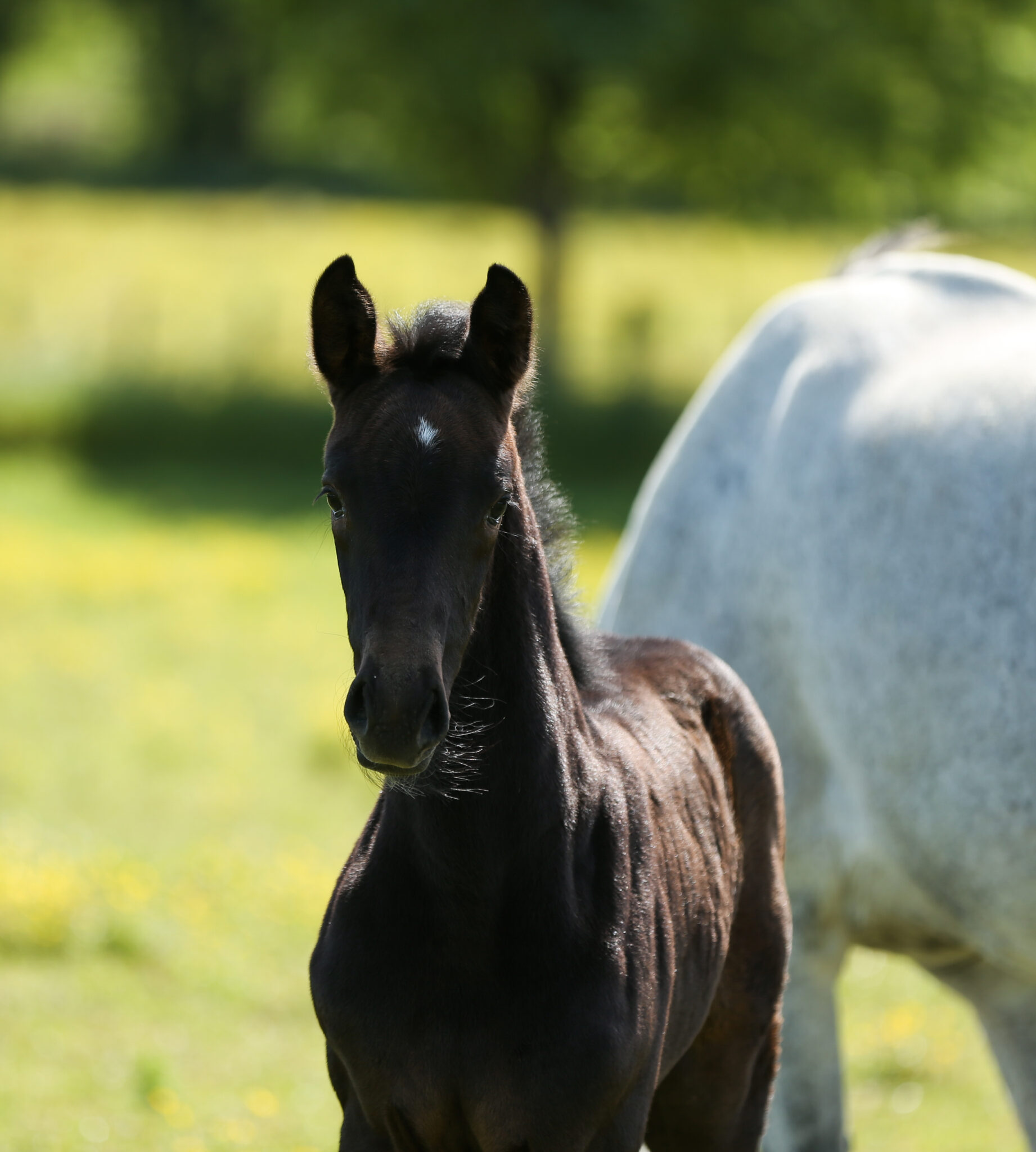 2022 Comthago VDL X Dallas VDL X Indoctro VDL - Equus Auctions