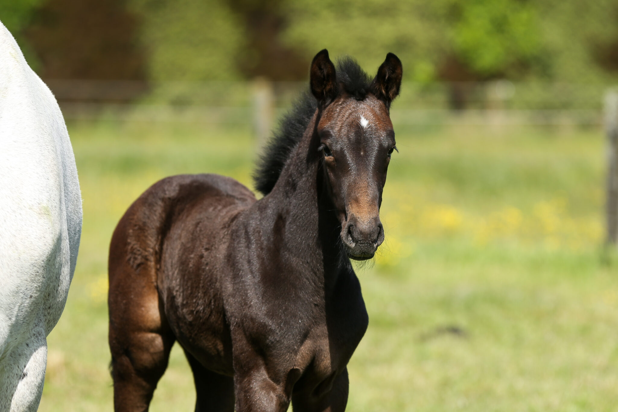 2022 Comthago VDL X Dallas VDL X Indoctro VDL - Equus Auctions