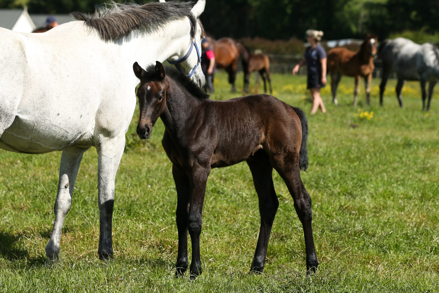 2022 Comthago VDL X Dallas VDL X Indoctro VDL - Equus Auctions