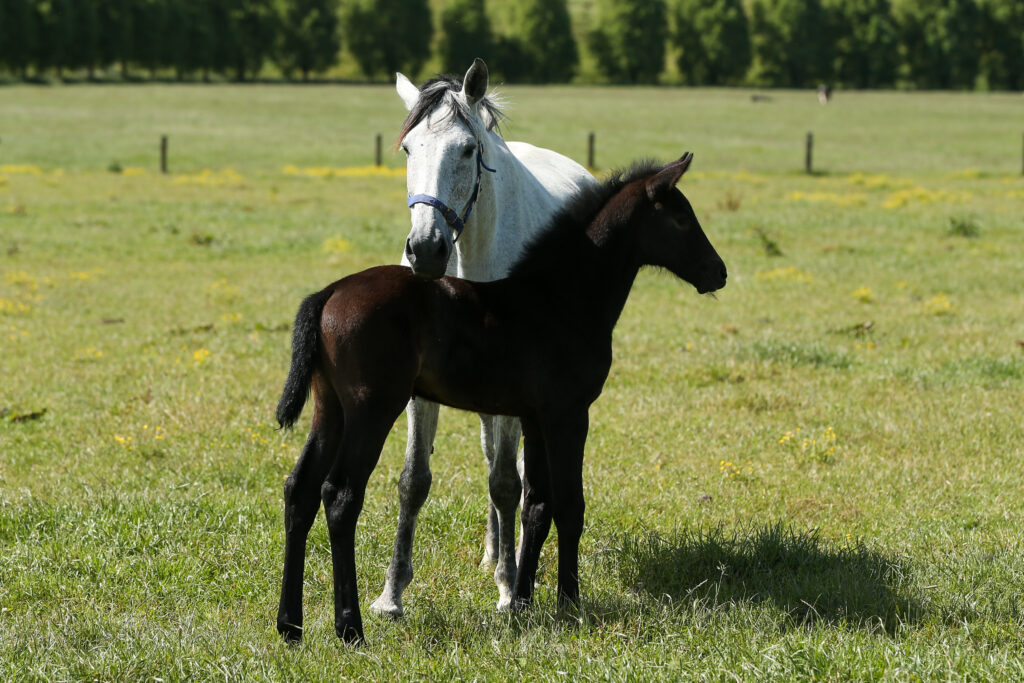 2022 Comthago VDL X Dallas VDL X Indoctro VDL - Equus Auctions