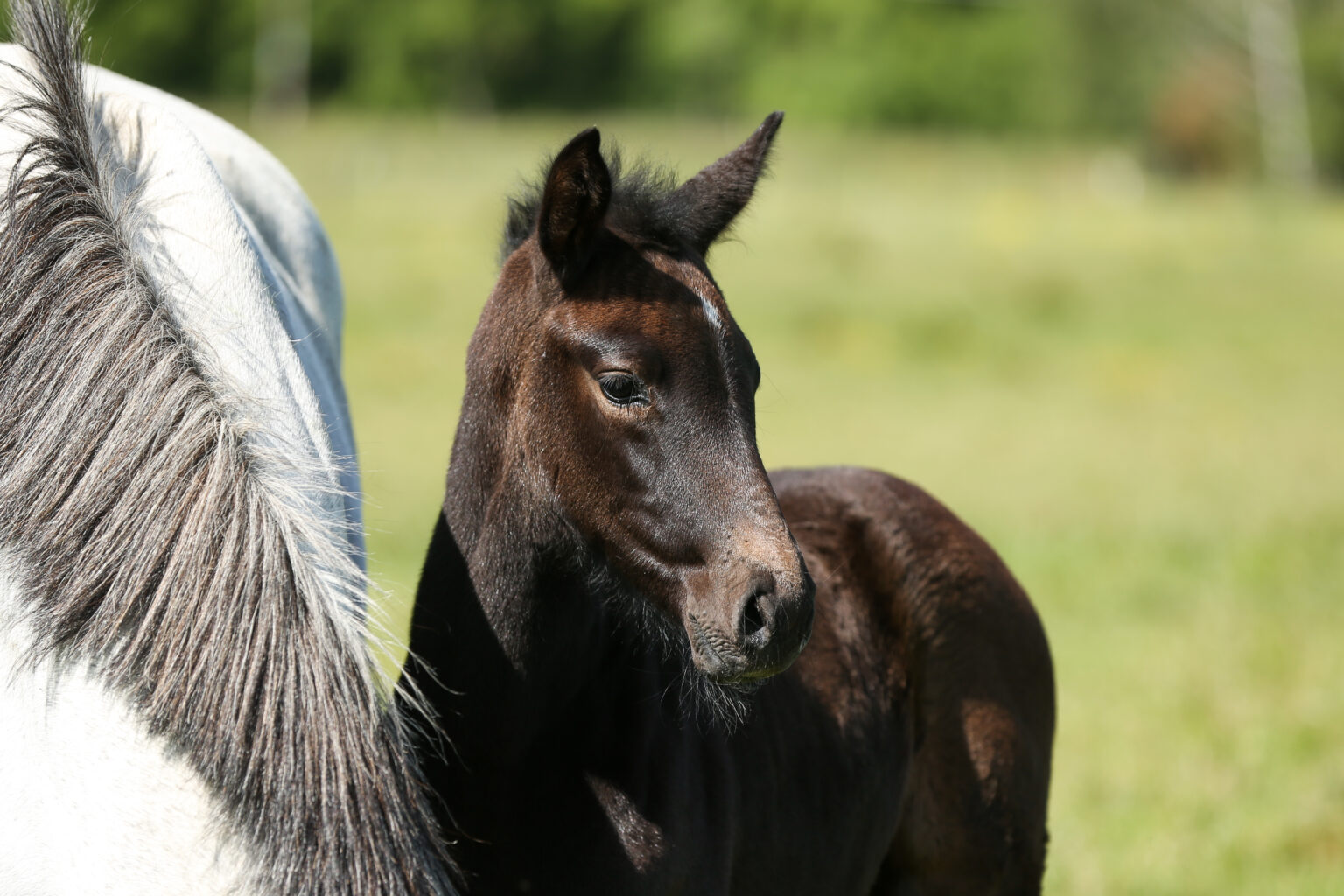 2022 Comthago VDL X Dallas VDL X Indoctro VDL - Equus Auctions