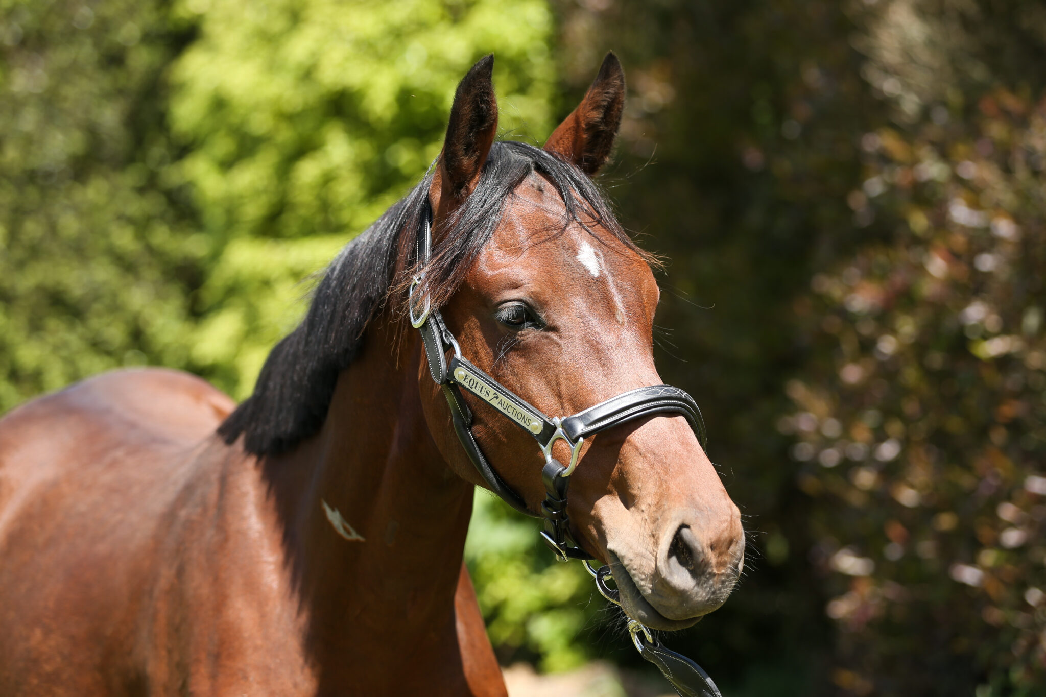 2021 Comthago VDL X Dallas VDL X Indoctro VDL - Equus Auctions