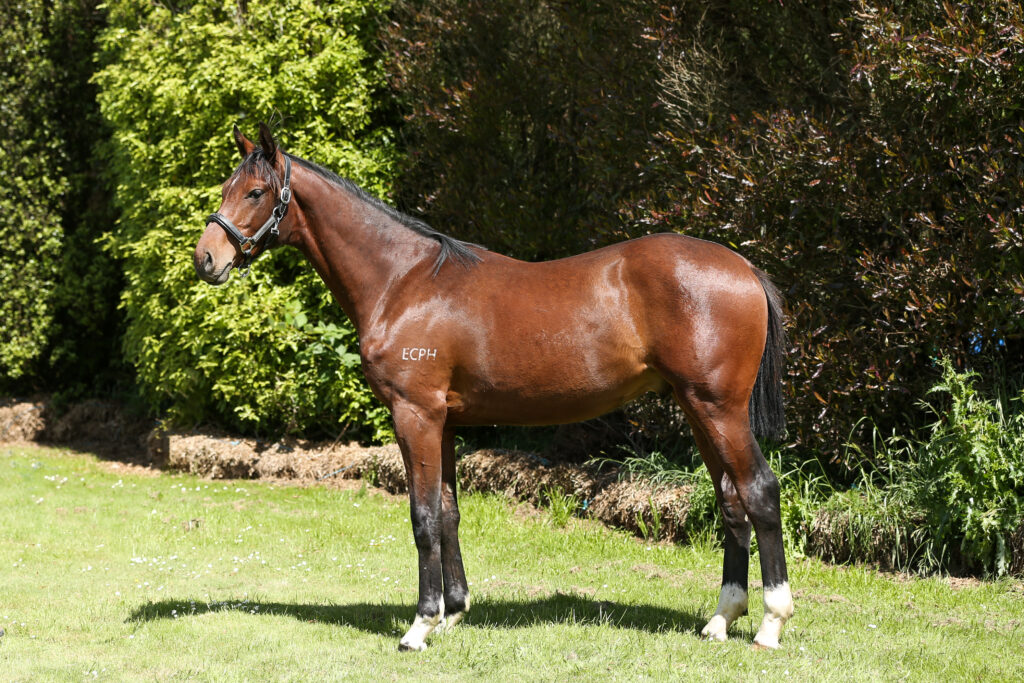 2021 Comthago VDL X Dallas VDL X Indoctro VDL - Equus Auctions