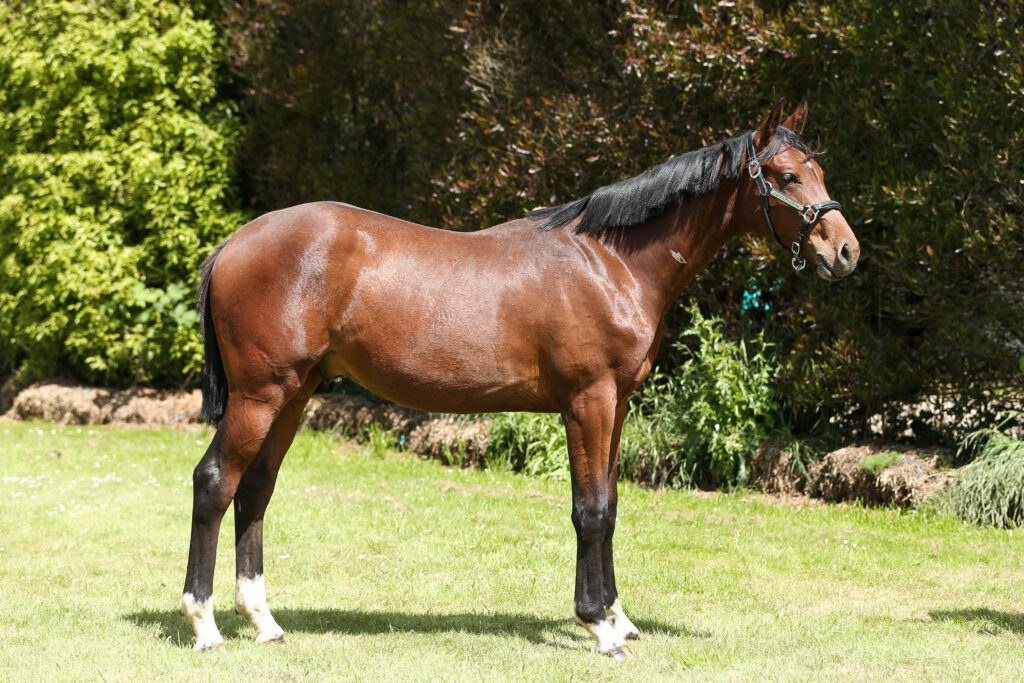 2021 Comthago VDL X Dallas VDL X Indoctro VDL - Equus Auctions