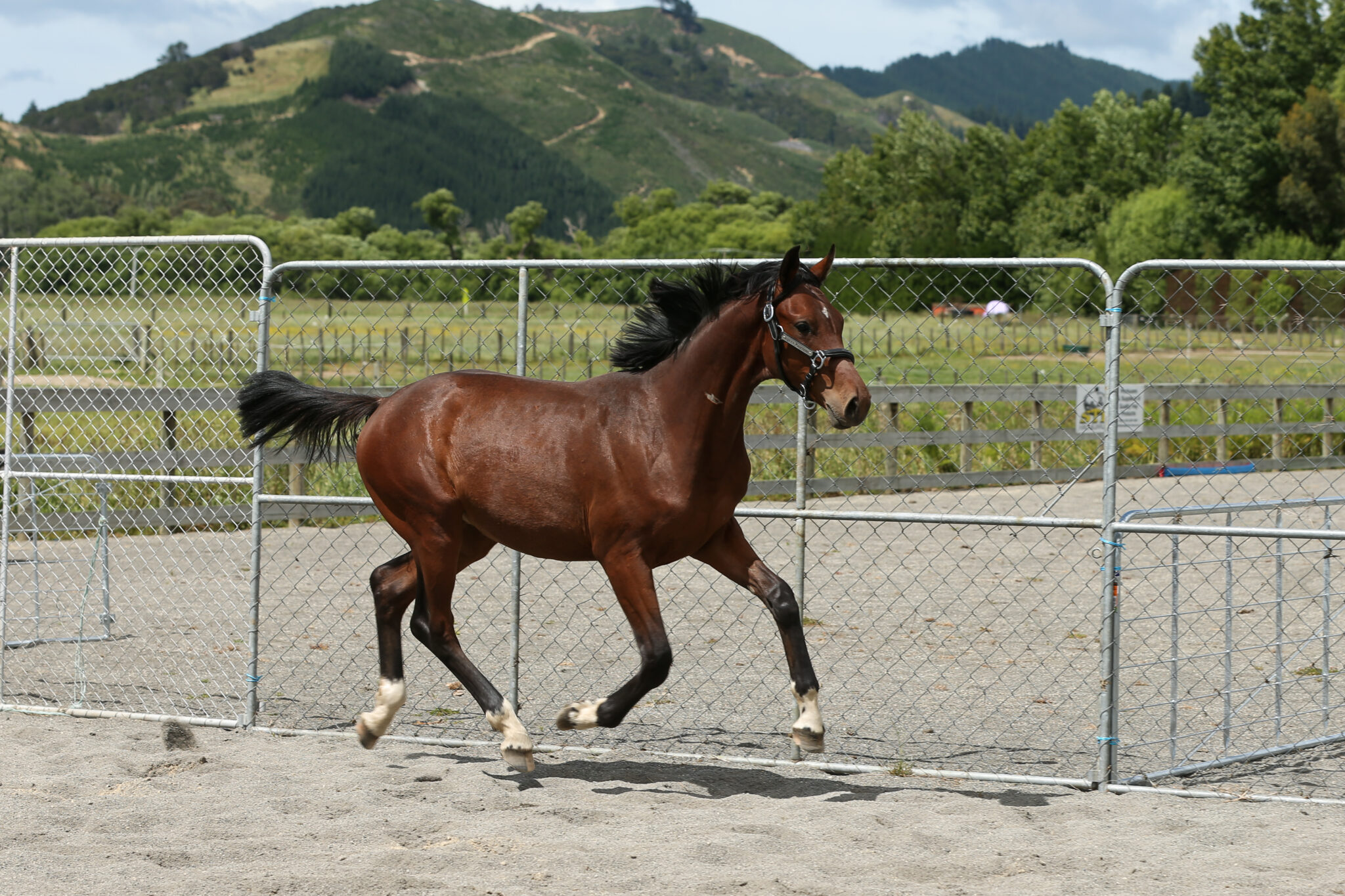 2021 Comthago VDL X Dallas VDL X Indoctro VDL - Equus Auctions