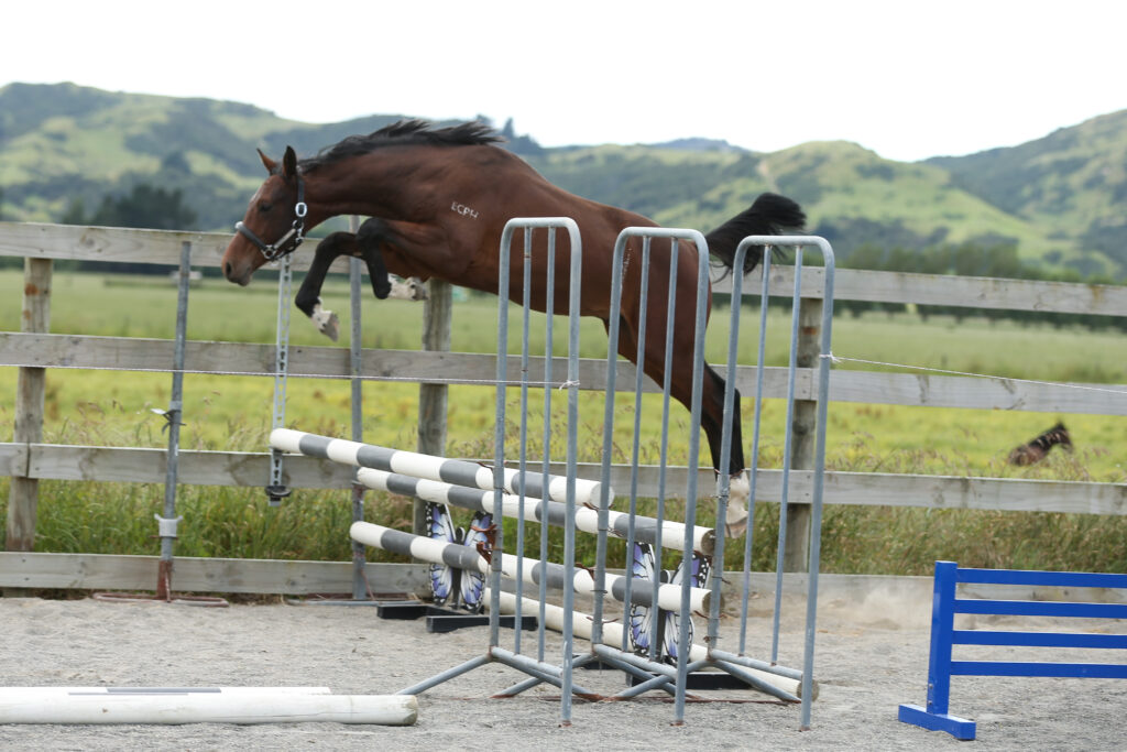 2021 Comthago VDL X Dallas VDL X Indoctro VDL - Equus Auctions