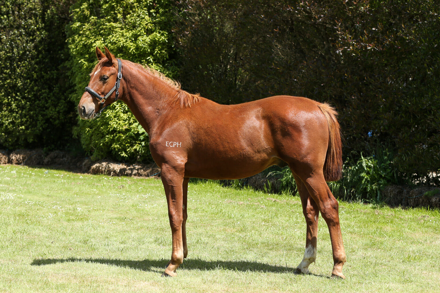 2021 Pommerol de Muze X Cassiano X Pionier - Equus Auctions