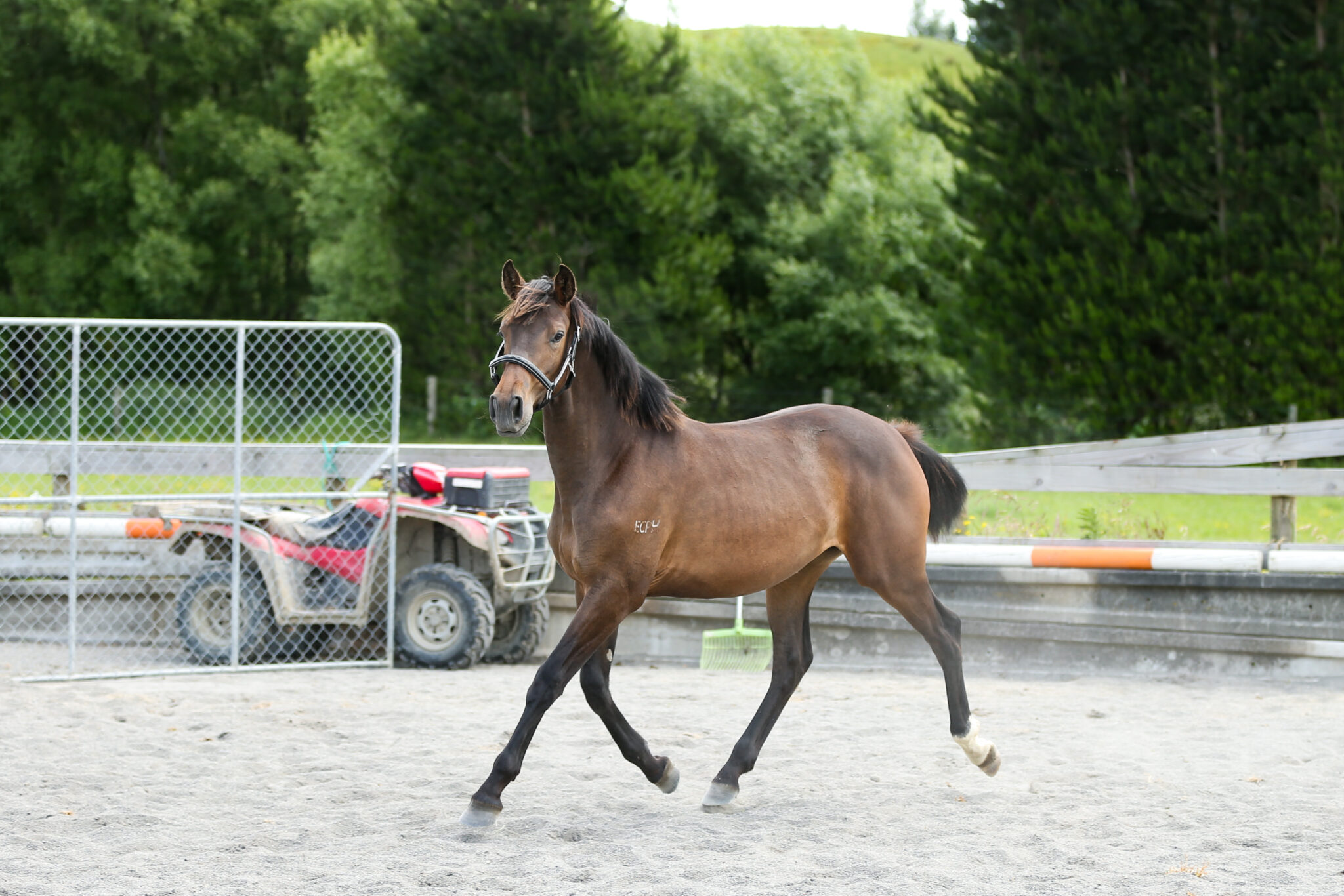 2021 Comme Fu X Corofino II X Corland VDL - Equus Auctions