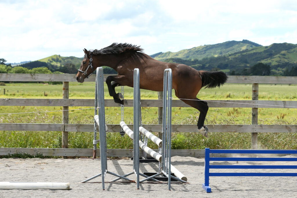 2021 Comme Fu X Corofino II X Corland VDL - Equus Auctions