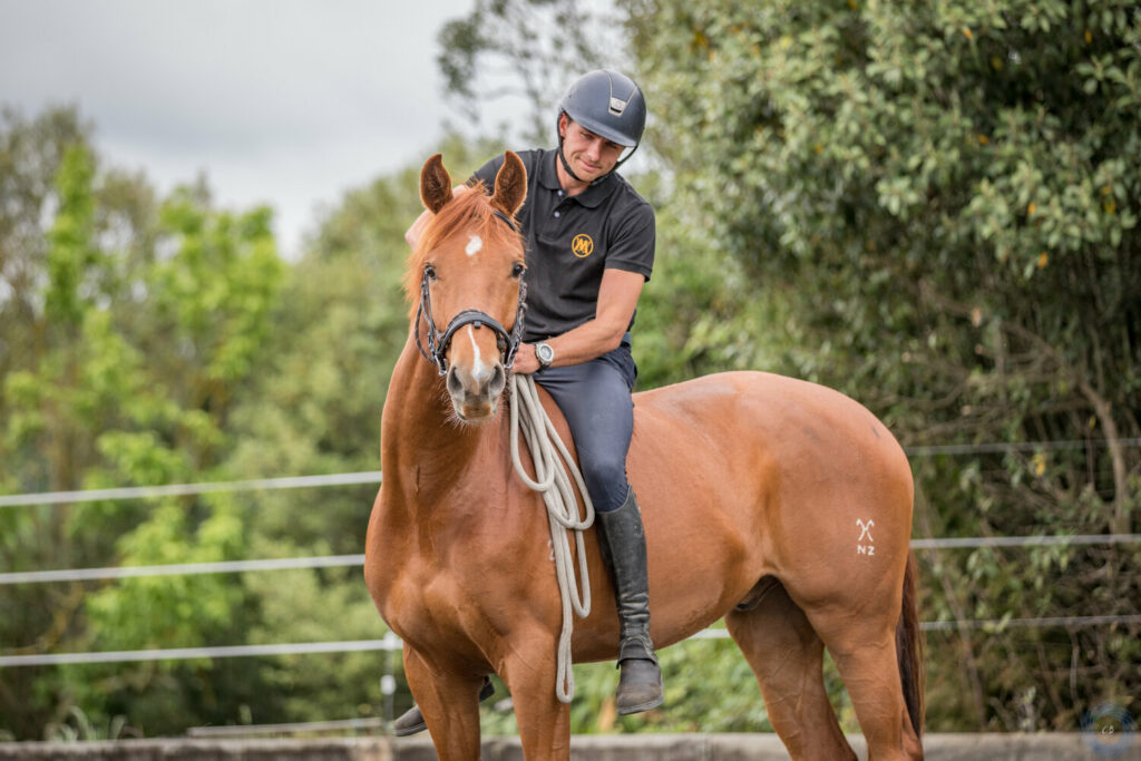 2 Weeks Horse Training by MW Equestrian - Equus Auctions