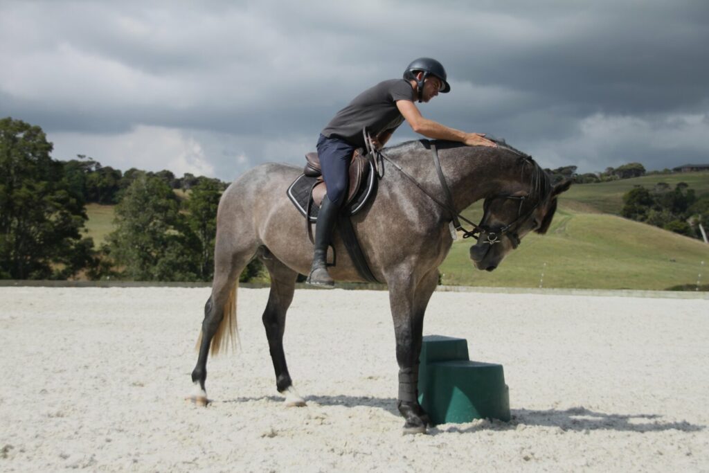 2 Weeks Horse Training by MW Equestrian - Equus Auctions