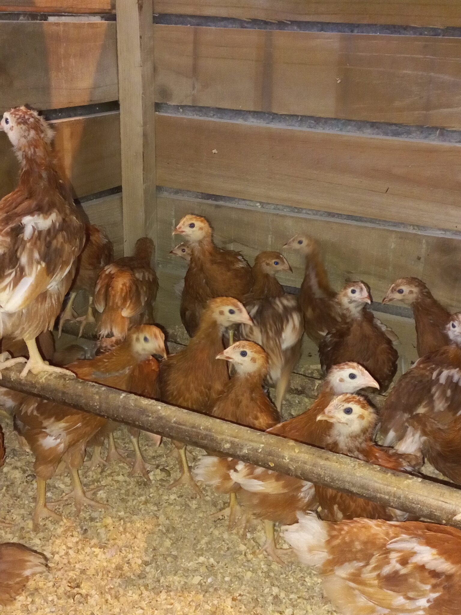 10x 8 Week Old Hyline Chicken Pullets - Equus Auctions