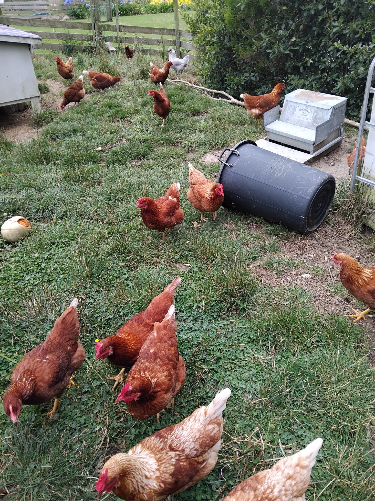 4x 20 Week Old Hyline Chicken Pullets - Equus Auctions