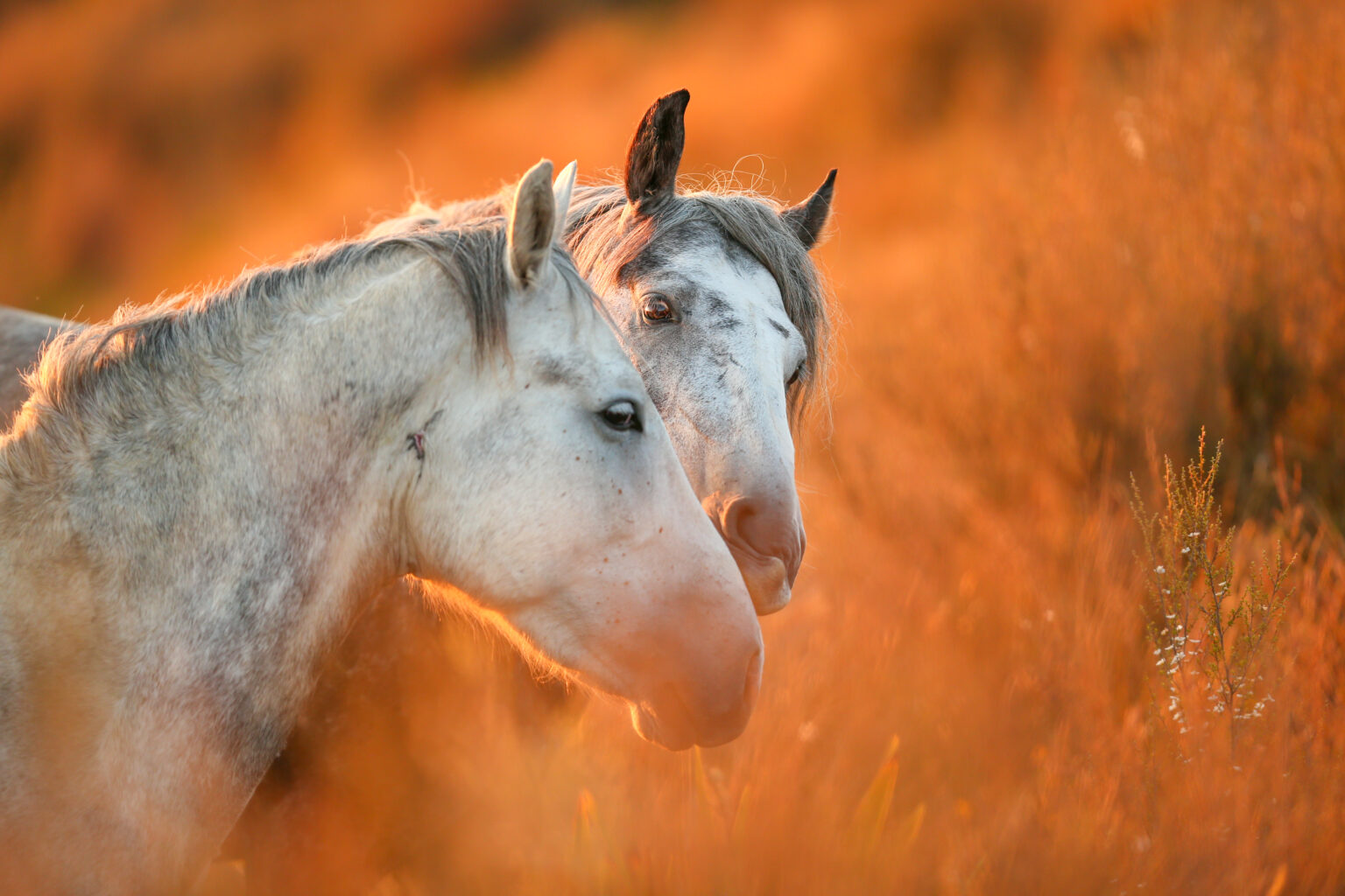 30 x 40cm Fine Art Print of Two Kaimanawa Stallions by Kelly Wilson ...