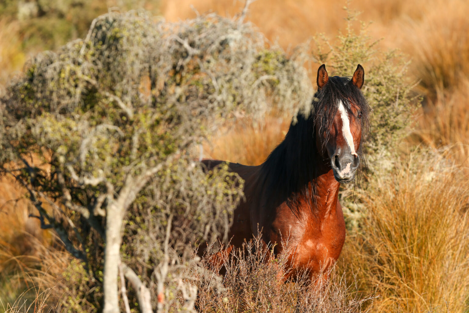 5-Day 4WD Kaimanawa Ranges & Ecology Adventure into the Kaimanawa ...