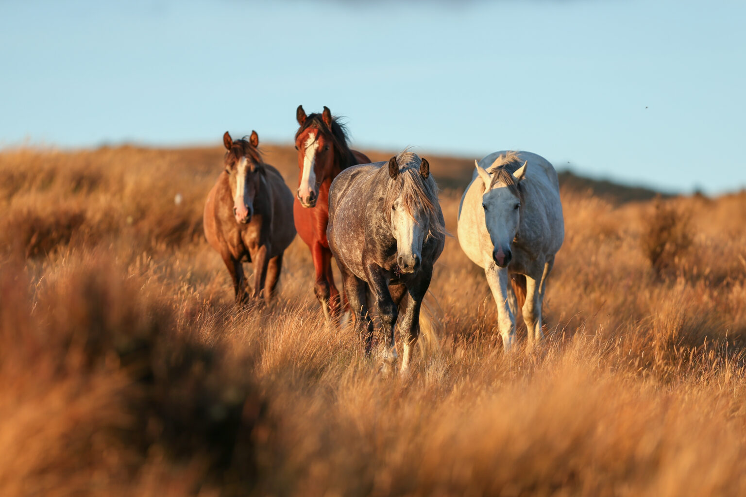 5-Day 4WD Kaimanawa Ranges & Ecology Adventure into the Kaimanawa ...