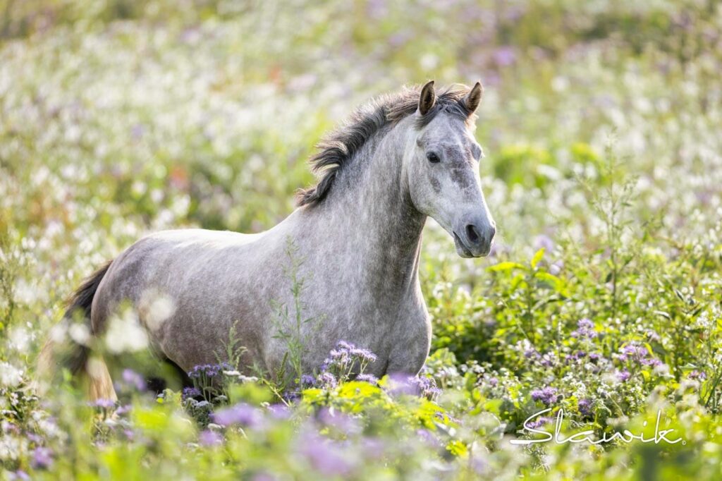 Turn Your Horse into a Supermodel with Christiane Slawik - Equus Auctions