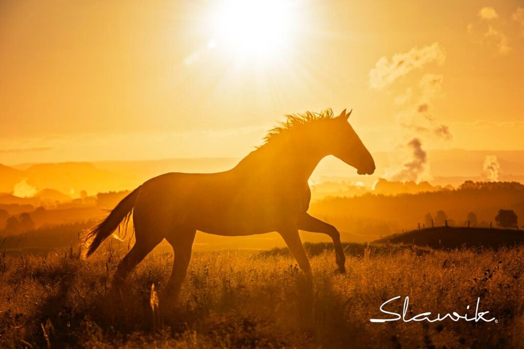 Turn Your Horse into a Supermodel with Christiane Slawik - Equus Auctions