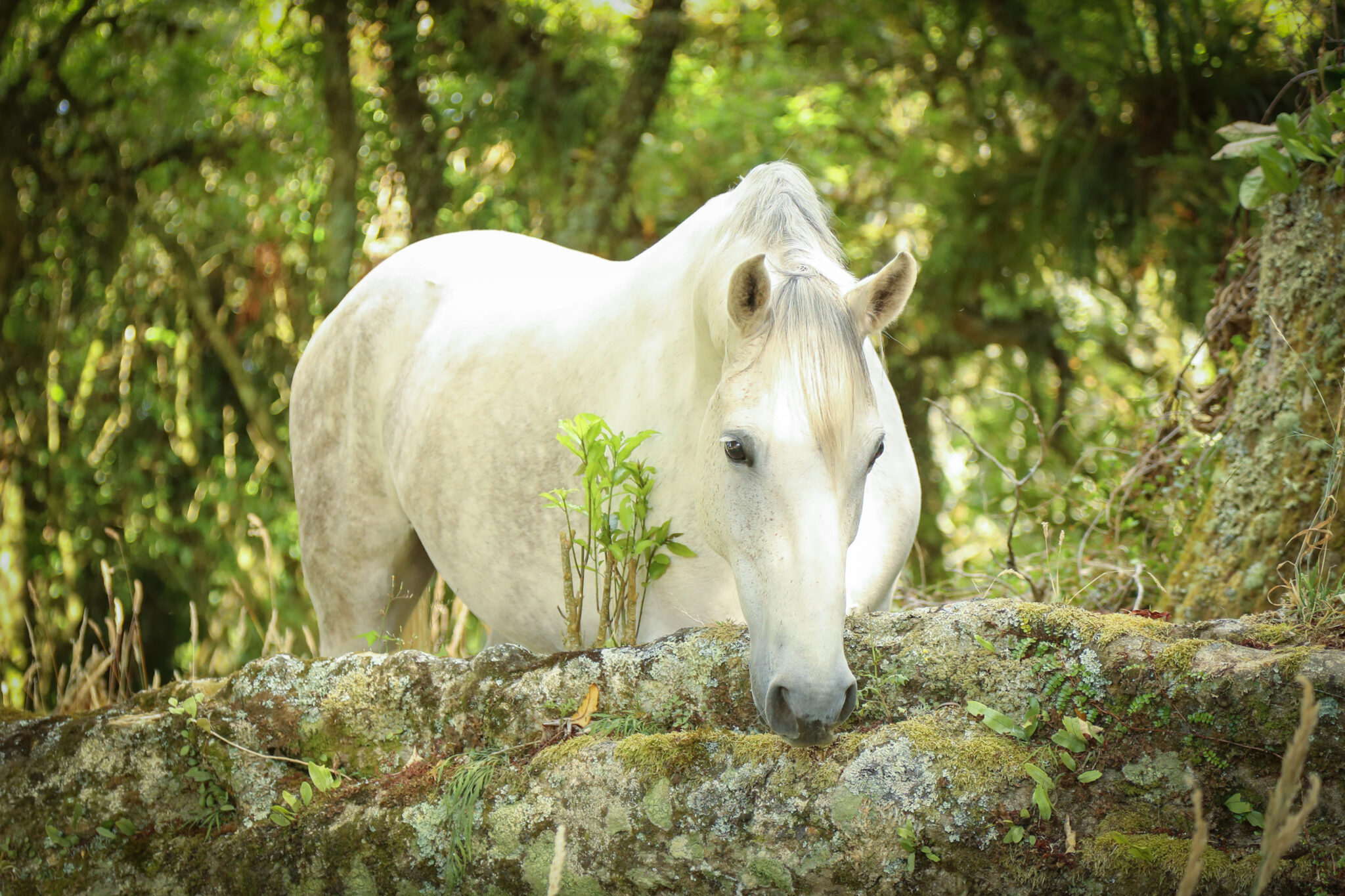 Framed 'Invictus' Photography by Corina Belliss - Equus Auctions